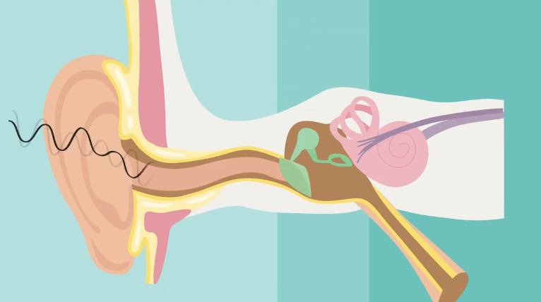 How Hearing Works - Dana Foundation