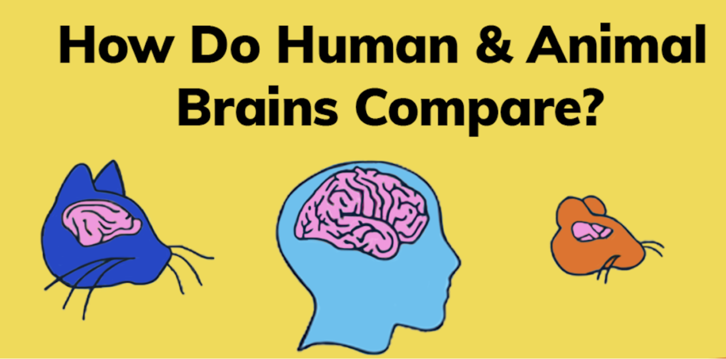 Human and Animal Brains, Grades 3-5 - Dana Foundation