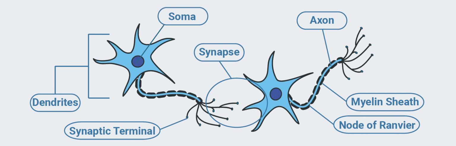Pipe Cleaner Neuron, Grades 6-8 - Dana Foundation