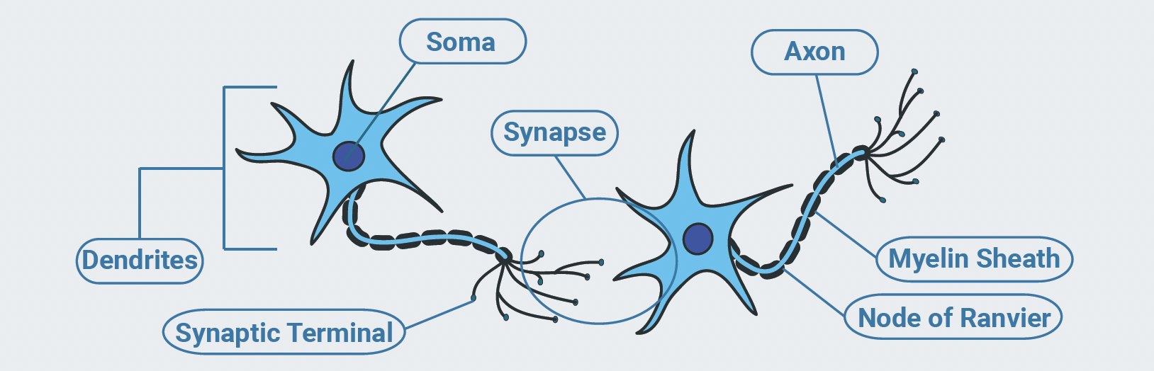 Pipe Cleaner Neuron, Grades 6-8 - Dana Foundation