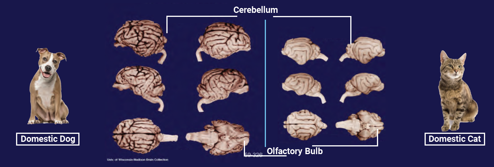 Design an Imaginary Animal, Grades 6-8 - Dana Foundation