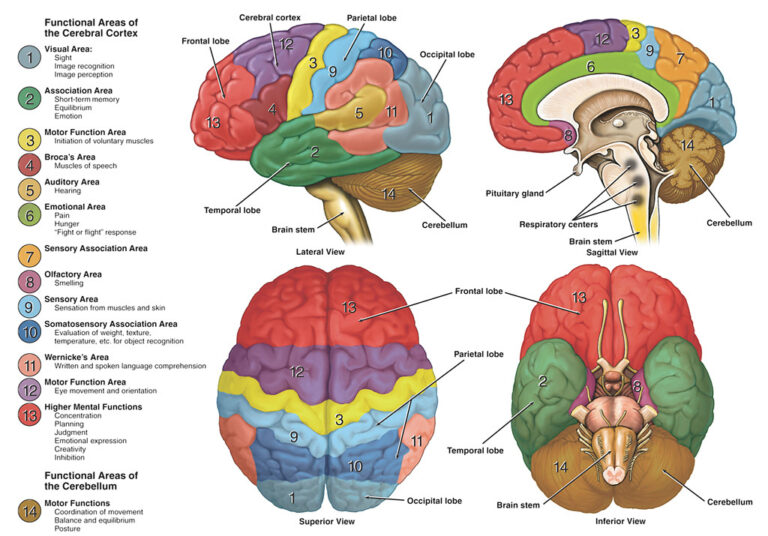 Neuroanatomy: The Basics - Dana Foundation