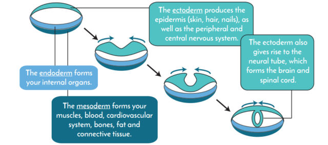 How Does the Brain Develop, Grades 9-12 - Dana Foundation