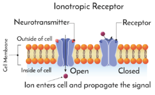 Neurotransmission: Brain Receptors - Dana Foundation