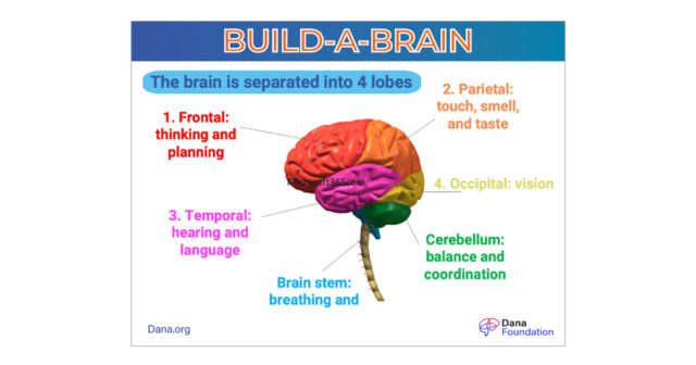 Build-a-Brain, Grades K-5 - Dana Foundation