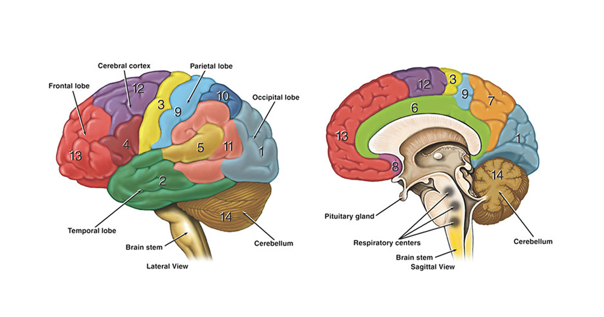 5 Main Parts Of The Brain How To Draw The Human Brain | Easy Step By