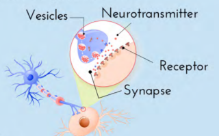 Neurotransmission: Neurotransmitters - Dana Foundation