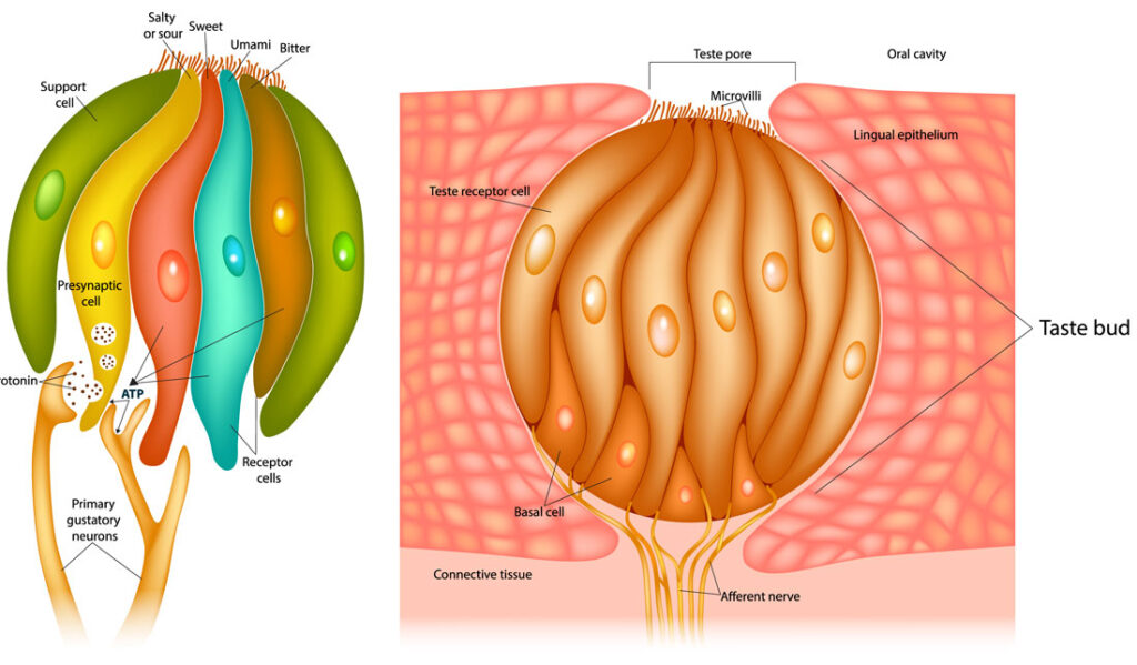 The Senses: Smell and Taste - Dana Foundation