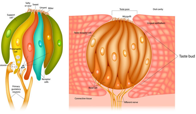 The Senses: Smell and Taste - Dana Foundation