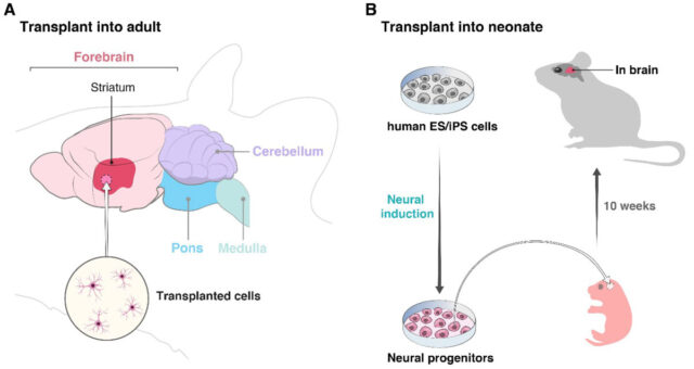 Understanding Brain Research Models - Dana Foundation