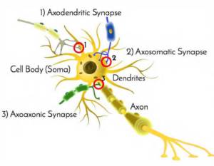 Neurotransmission: The Synapse - Dana Foundation